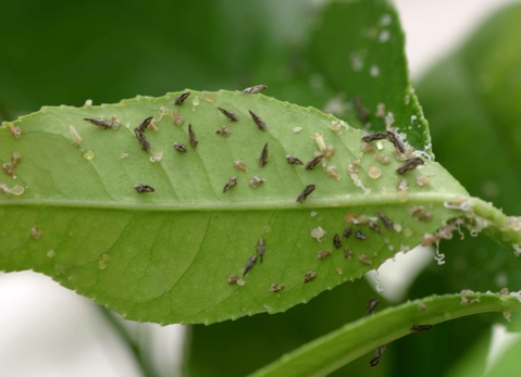 The Day of the Psyllids