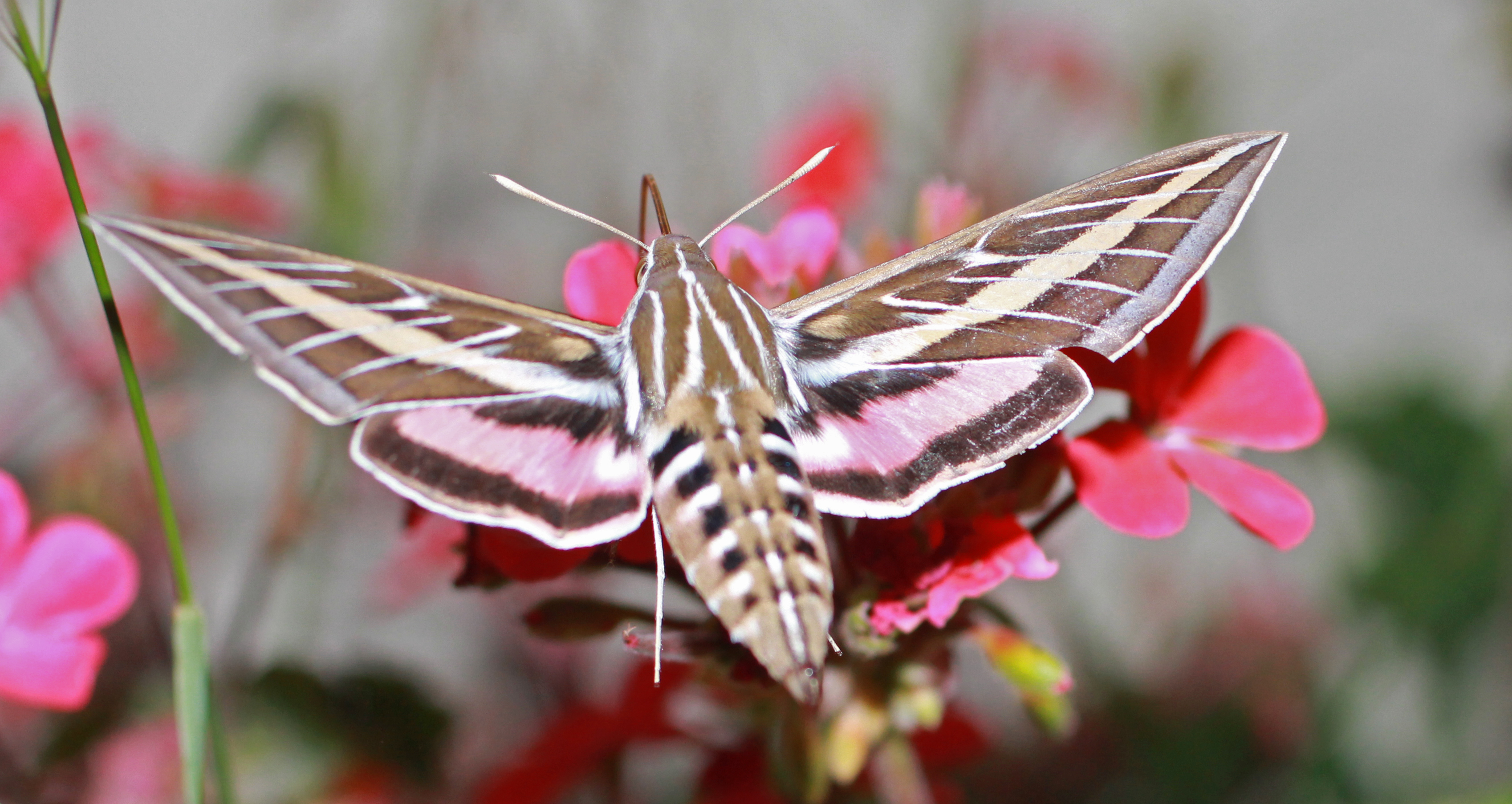 A Couple of Cool Santa Barbara Moths